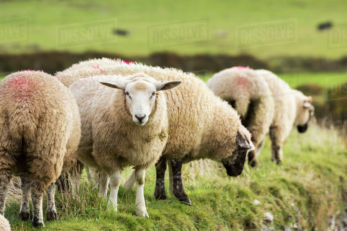Sheep on a grass field; Dingle, County Kerry, Ireland - Royalty-free ...