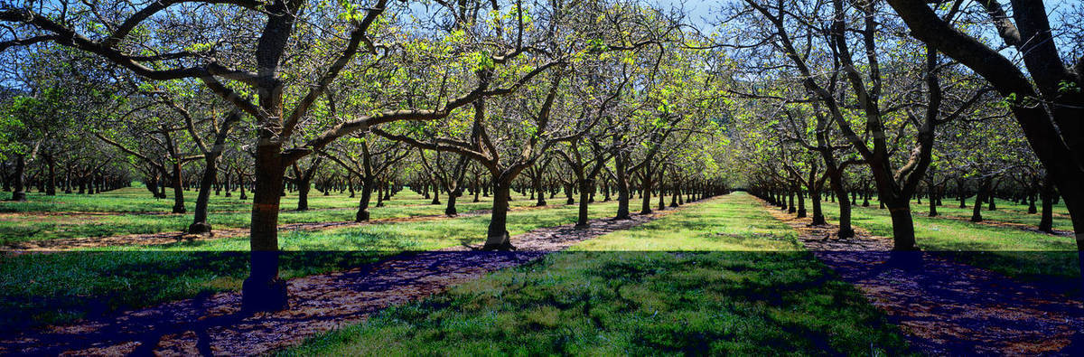 Grove of mature walnut trees just leafing out in early spring, near ...