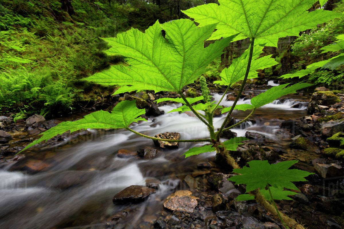 Close up of the large green leaves of Devil's Club (Oplopanax horridus ...