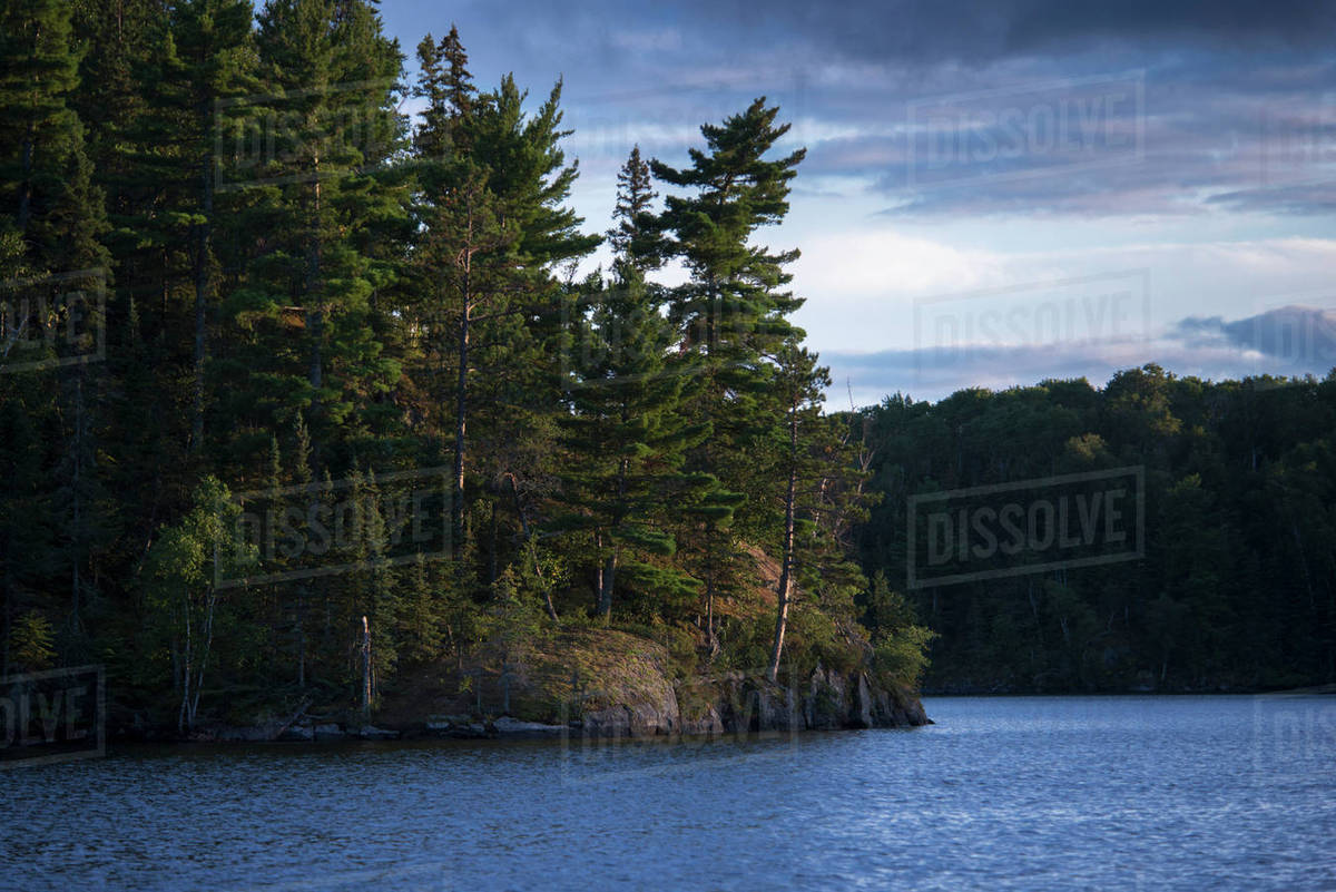 Forest of pine trees along the shoreline of a lake; Lake of the Woods ...