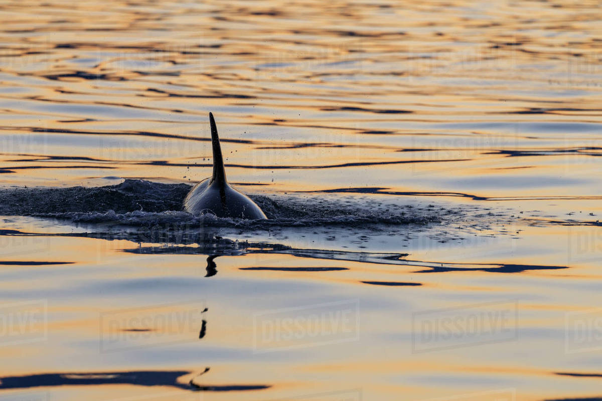 Young orca Whale (Killer Whale) (Orcinus orca) surfaces in Lynn Canal ...