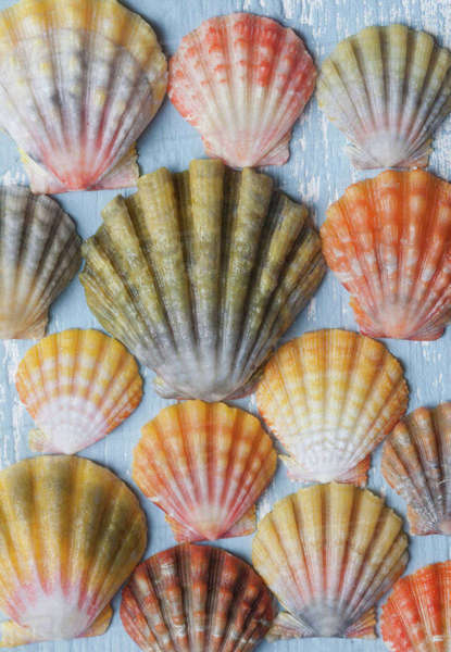 Beautiful rare indigenous Hawaiian sunrise scallop shells (Langford ...