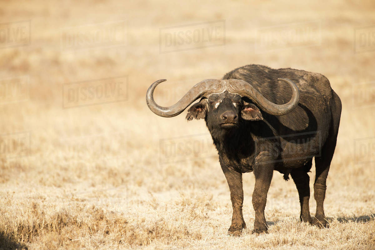Large Cape Buffalo (Syncerus Caffer) Bull Standing In Dry Grass ...