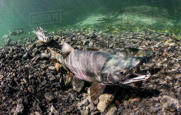 Male Chum Salmon (Oncorhynchus Keta) Gapes To Encourage His Mate To ...