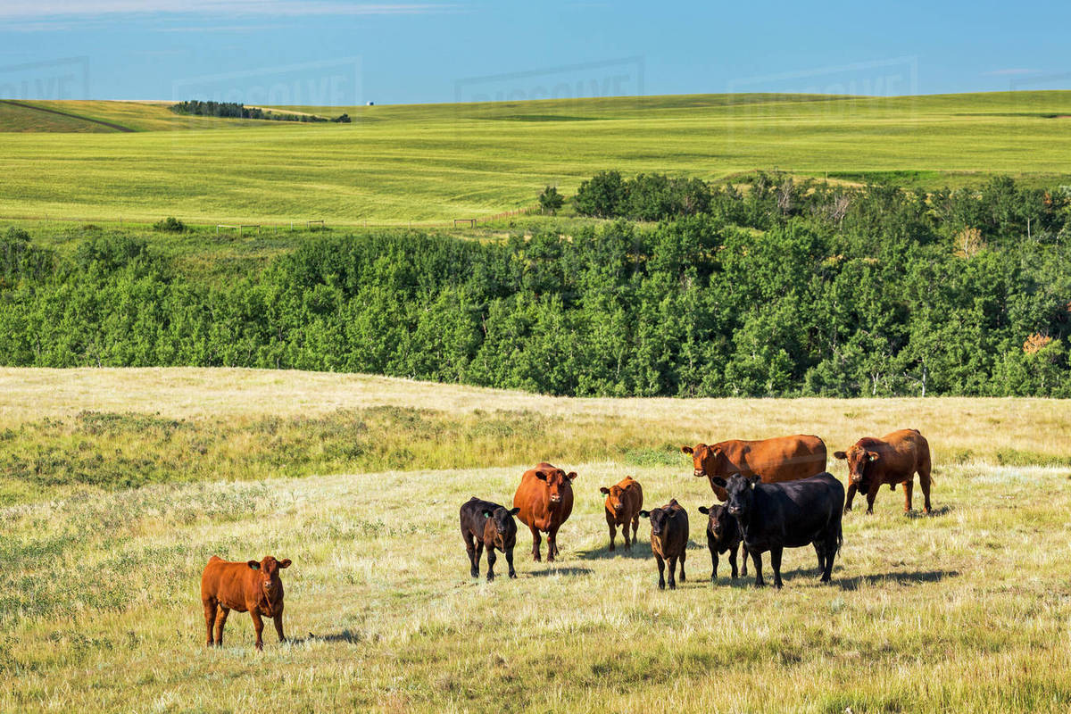 Cattle In Field With Rolling Hills In The Background And Blue Sky; Acme ...