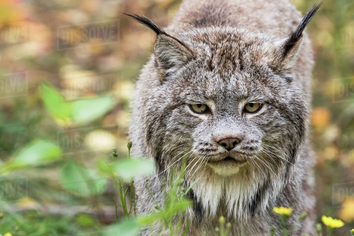 Canadian Lynx (Lynx Canadensis) Walking Through The Underbrush; Yukon ...