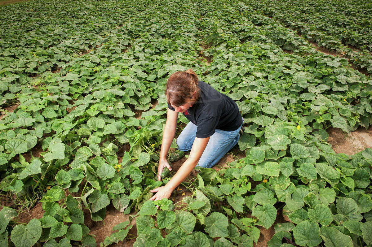 Young female farmer checking cucumbers at a cucumber farm, near ...