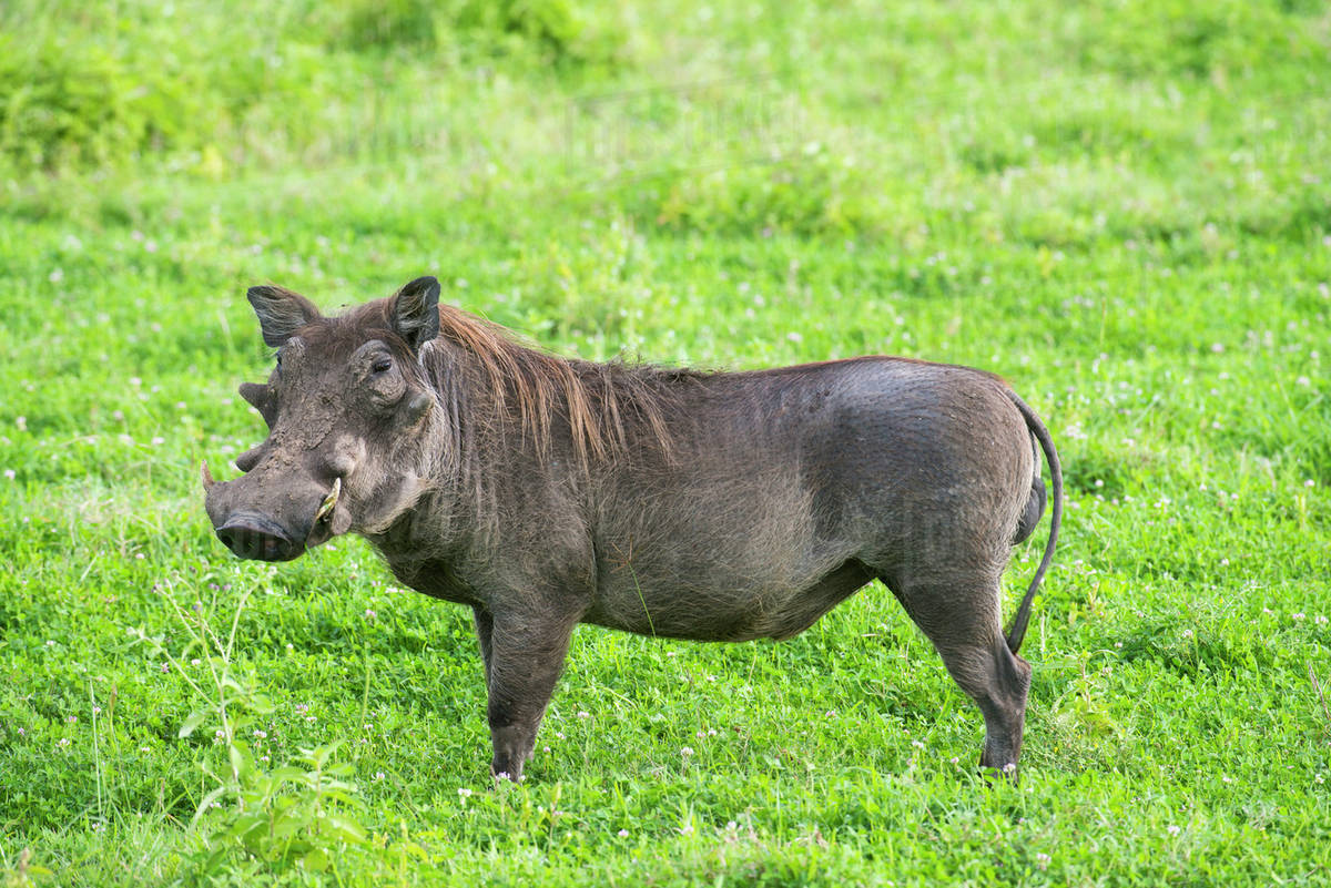 Male Common Warthog stands in grassland of Ngorongoro Crater; Tanzania ...