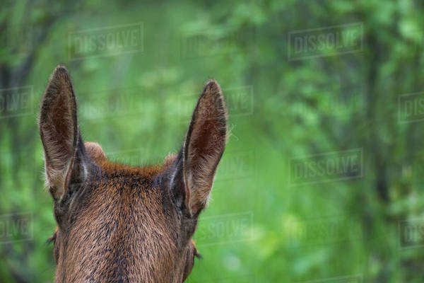 The ears of an elk (Cervus canadensis) as it looks into the forest ...