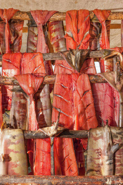 Chum salmon hanging and drying on racks in the sun, Kobuk, Arctic ...