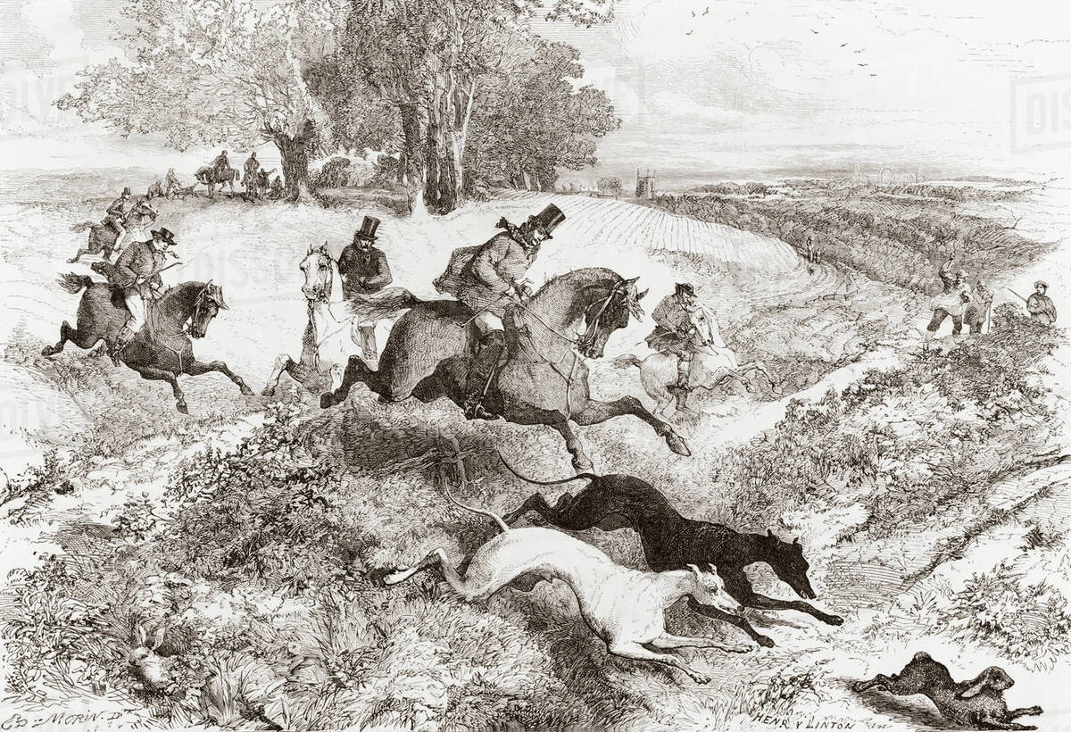 Hare coursing, the pursuit of hares with greyhounds, in England in the ...