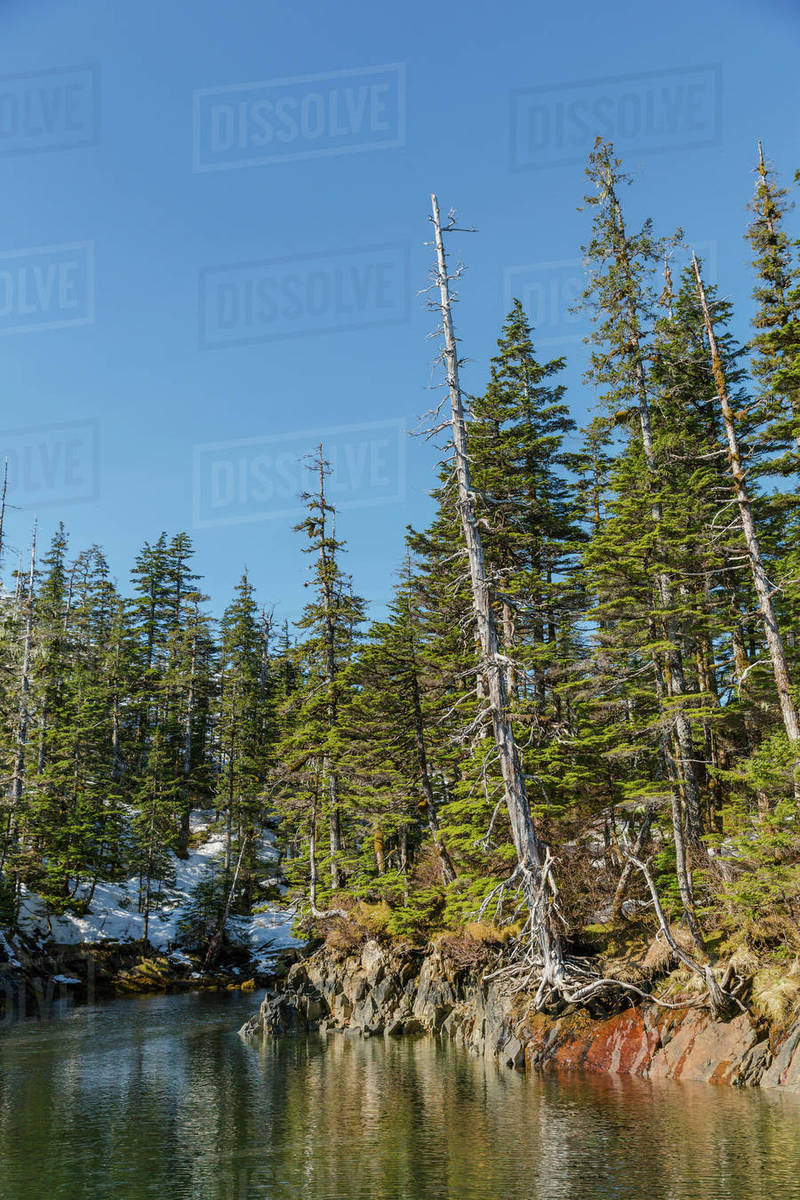 A Dead Evergreen Tree Sticks Out Along The Shore Of Prince William ...