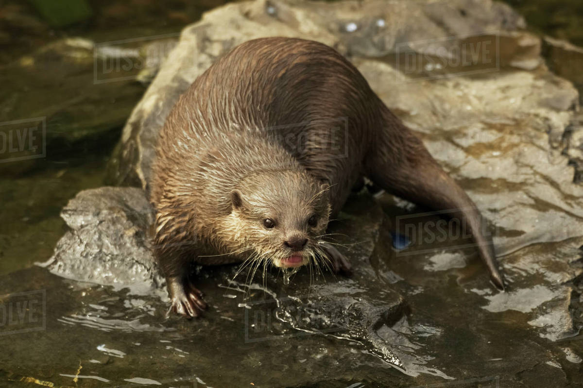 Wet Otter Sitting On A Rock At The Edge Of The Water - Royalty-free ...