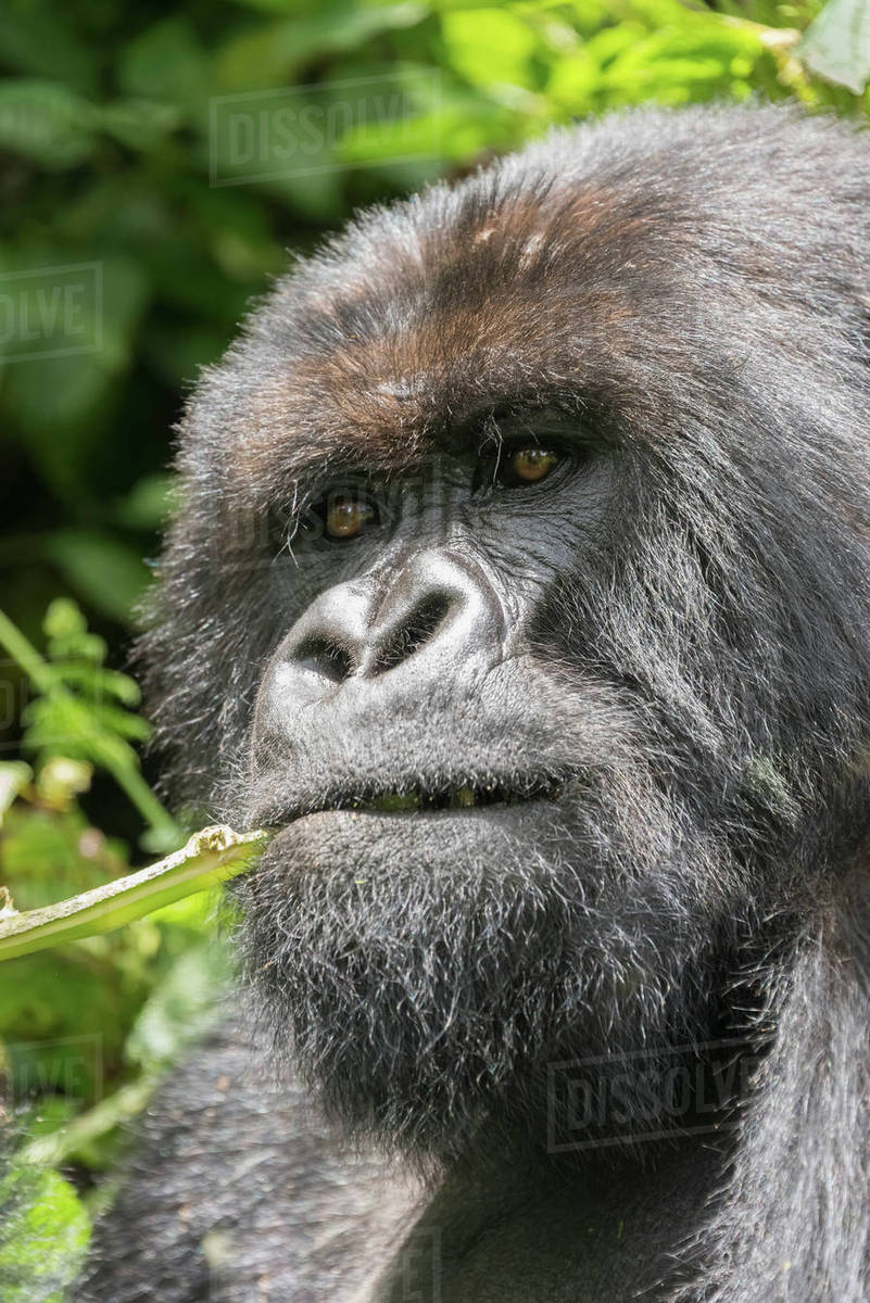 A Male Silverback Gorilla (Gorilla Beringei Beringei) Looks Into The ...