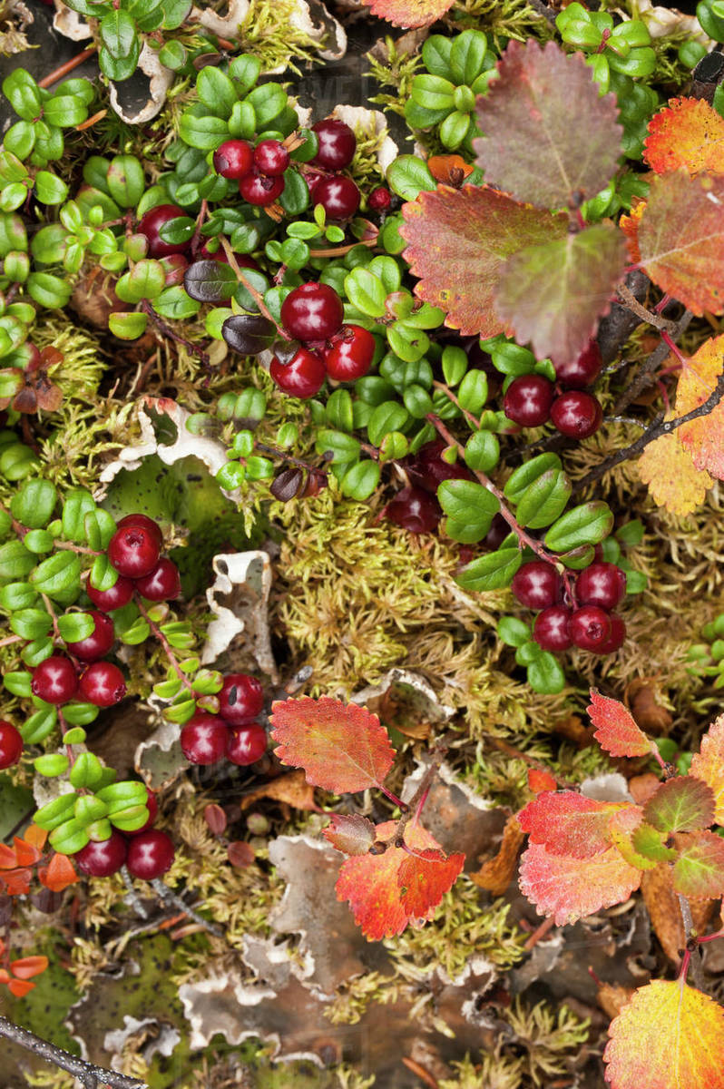 Close Up Of Low Bush Cranberry And Dwarf Birch Provide Colors To The ...