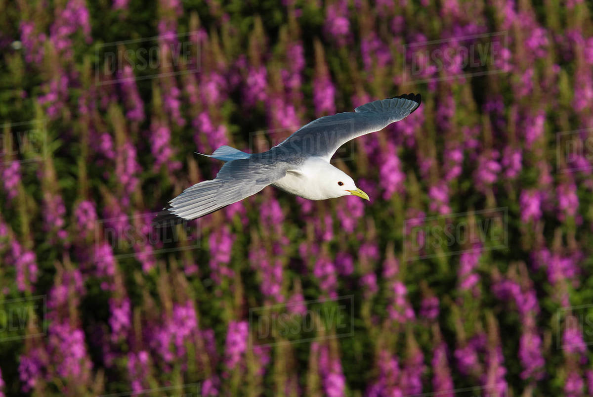 Black-Legged Kittiwake Flying Over A Field Of Fireweed, Middleton ...