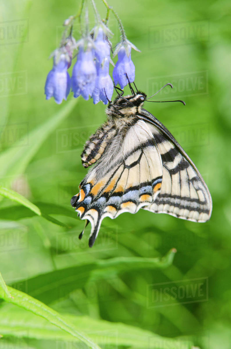 Canadian Tiger Swallowtail Butterfly Feeds On A Chiming Bell, Fairbanks ...