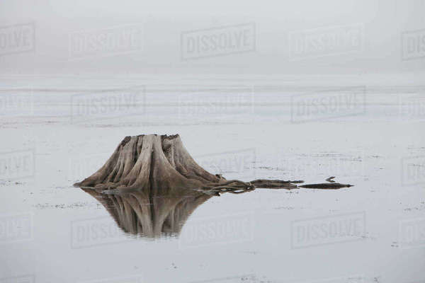 Tree Stump In Man-Made Reservoir, Mountsberg Reservoir, Mountsberg ...