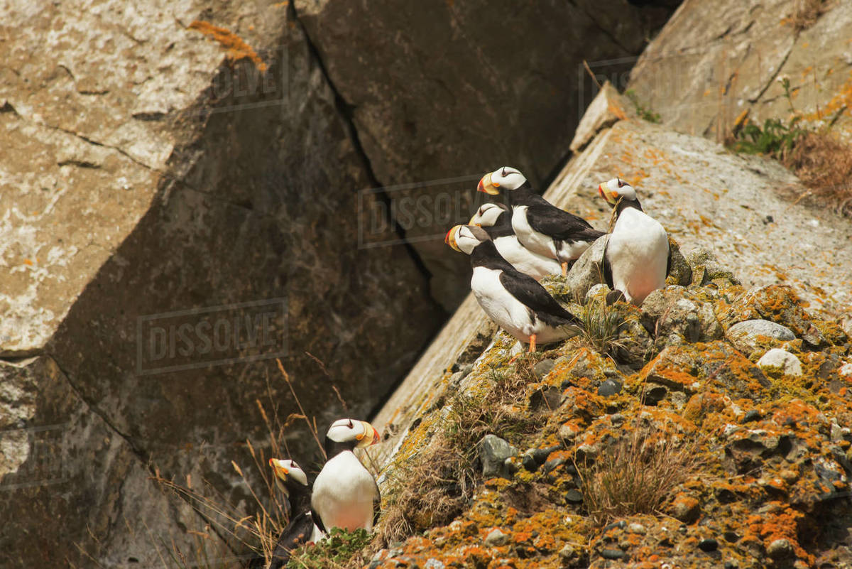A Group Of Horned Puffins Rest On A Rock On Chisik Island In The ...