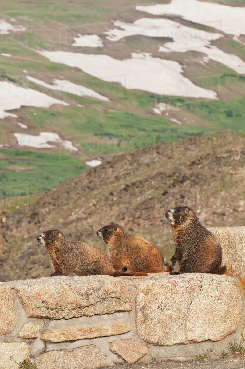 Trio Of Hoary Marmot (Marmota Caligata) Rest On A Manufactured Rock ...