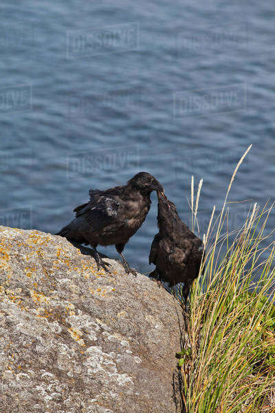 Common raven (Corvus corax) pair standing on lichen-covered boulder ...