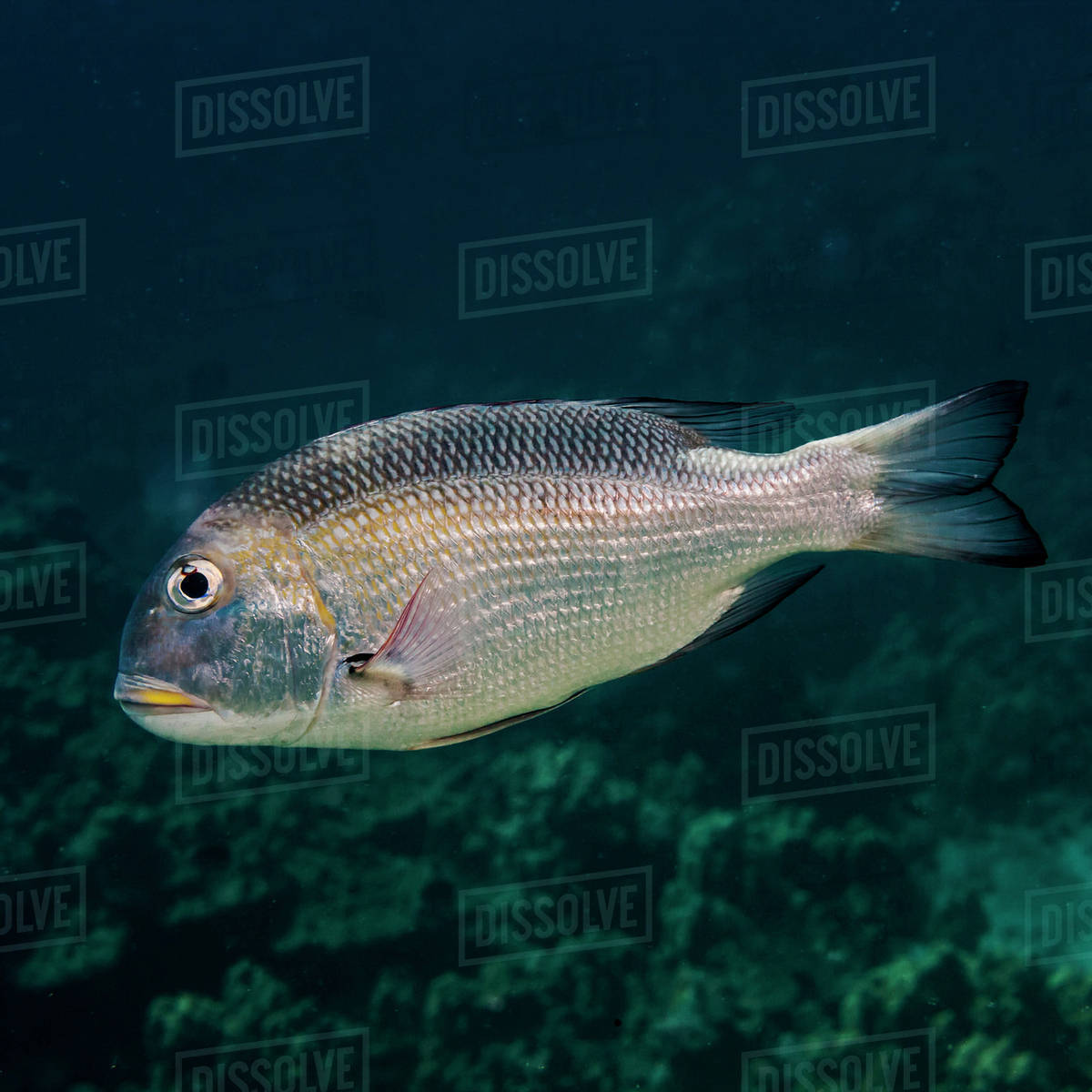 Bigeye Emperor (Monotaxis grandoculis); Kona, Island of Hawaii, Hawaii ...