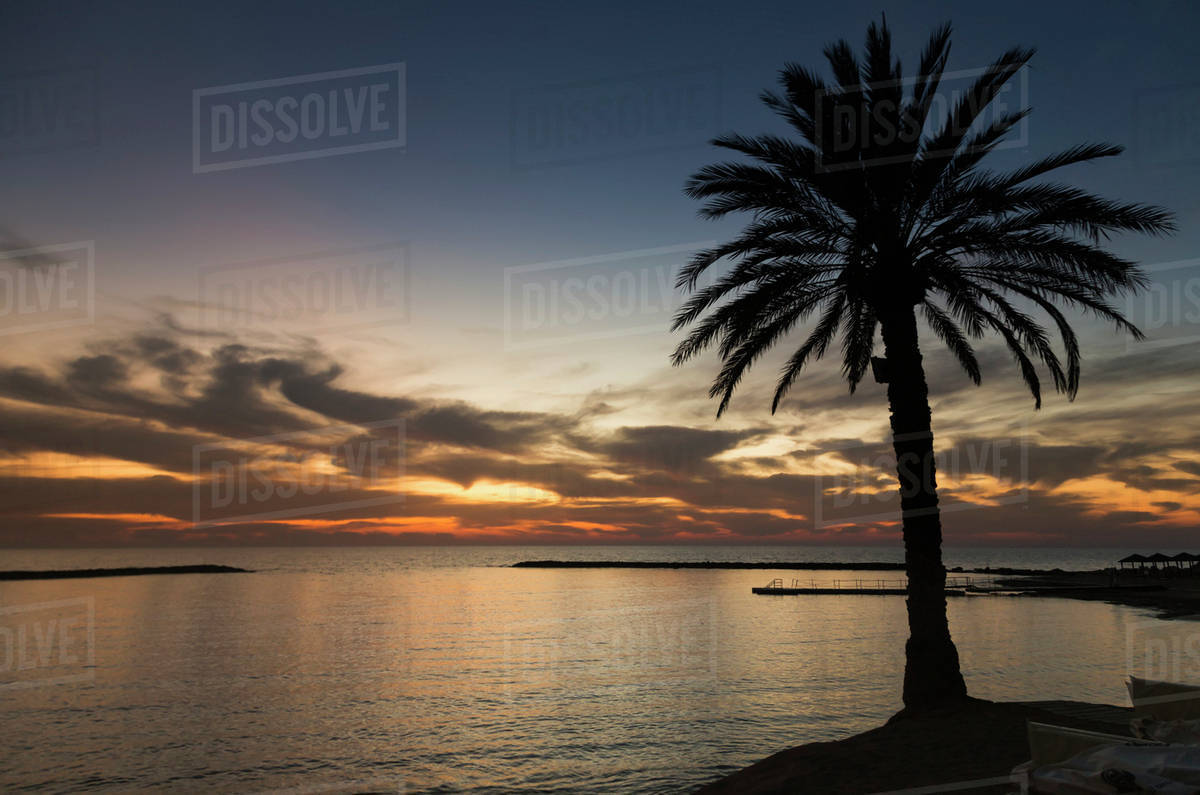 Silhouette of a palm tree at the water's edge at sunset; Paphos, Cyprus ...