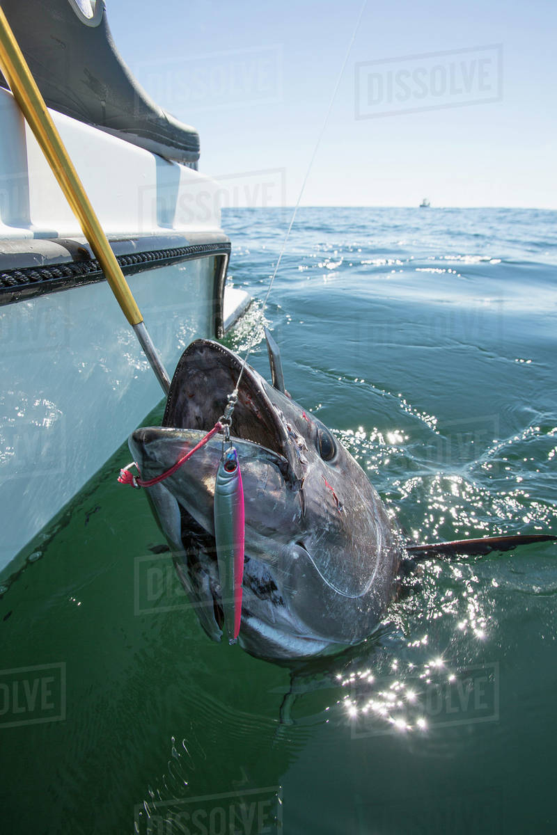 Blue fin Tuna caught; Massachusetts, United States of America - Royalty ...