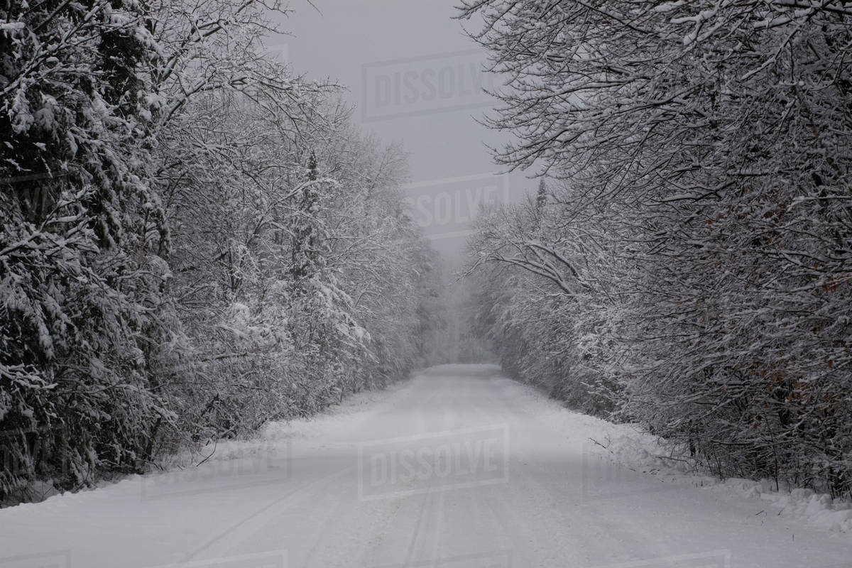 Snow covered road lined with leafless trees in winter; Brome Lake ...