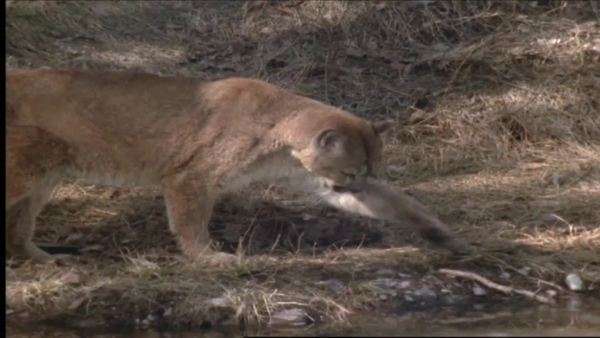 Medium shot of a cougar scratching the ground - HD Royalty-free Stock ...