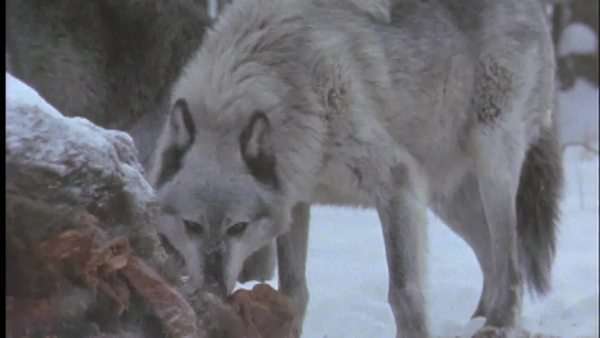 Close-up shot of a wolf pooping near a carcass - Stock Video Footage ...