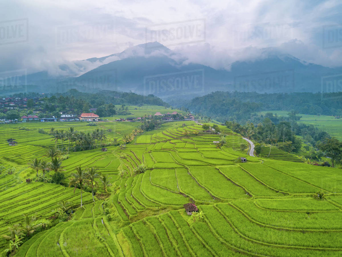 Indonesia. Terraces of multi-level rice fields, palms and huts ...