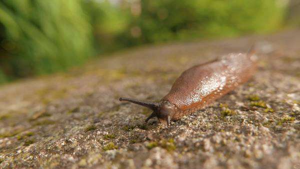 Invasion, Spanish slug crawling sideways, invasion, macro shot. Brown ...