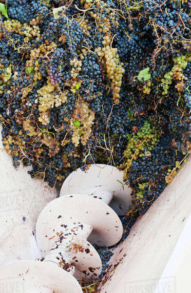 Freshly harvested grapes being crushed in screw at winery - Stock Photo ...