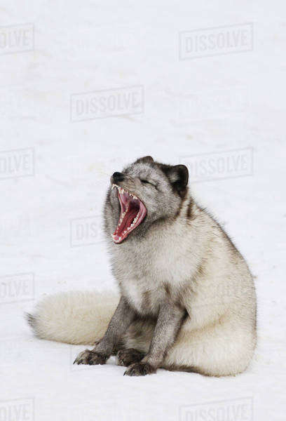 Arctic fox yawning on snow - Stock Photo - Dissolve
