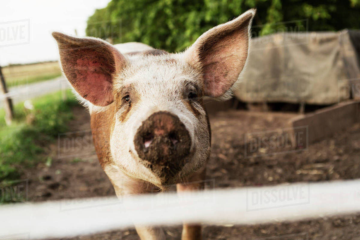 Close-up portrait of pig standing in farm - Royalty-free Stock Photo ...