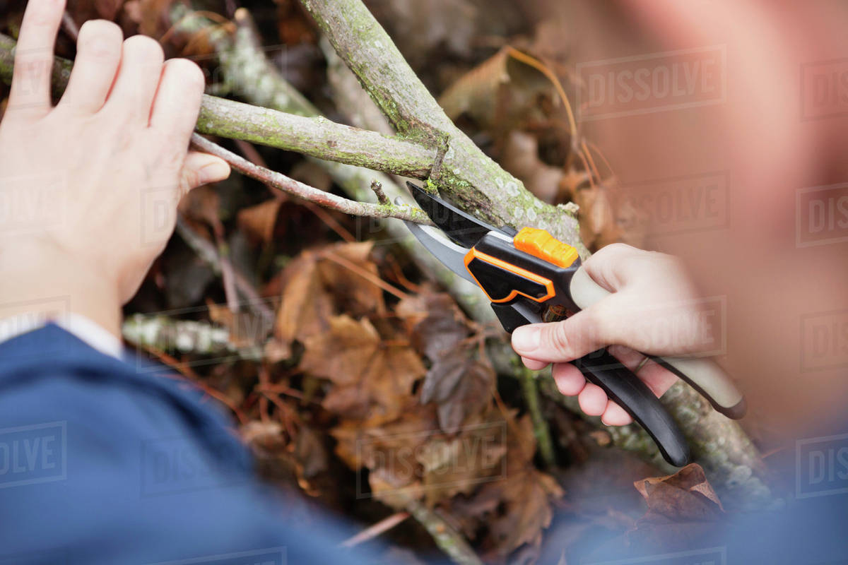 Cut twig - Royalty-free Stock Photo | Dissolve