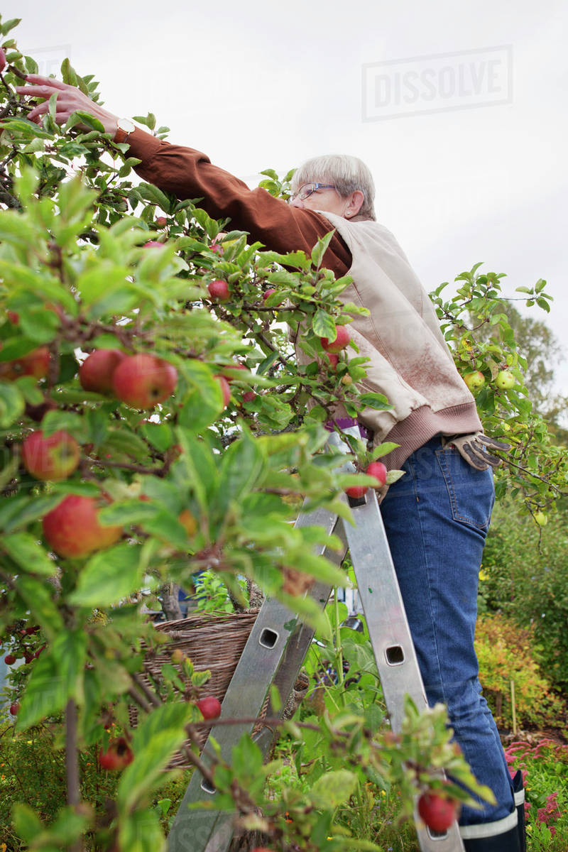 Woman picking apples - Royalty-free Stock Photo | Dissolve