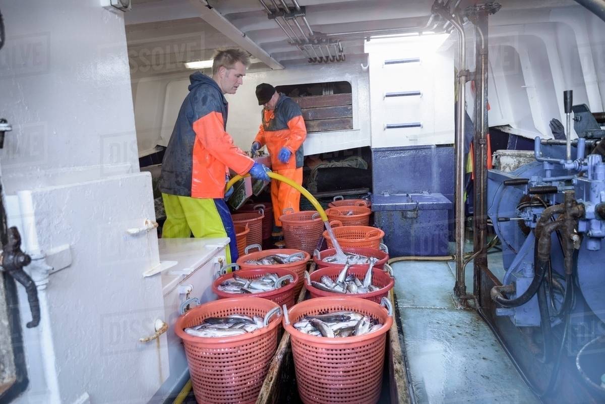 Fishermen sorting fish on trawler - Stock Photo - Dissolve