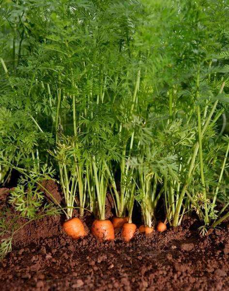 Organic carrots growing - Royalty-free Stock Photo | Dissolve