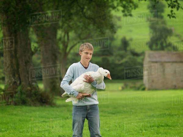 Boy Holding Goose - Stock Photo - Dissolve