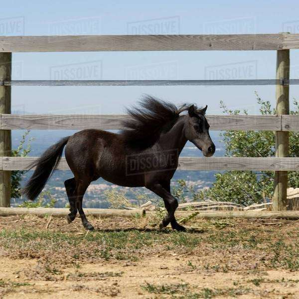 Miniature horse running - Stock Photo - Dissolve