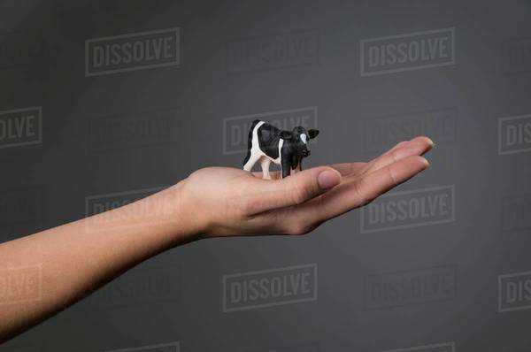 Female hand holding model cow - Stock Photo - Dissolve