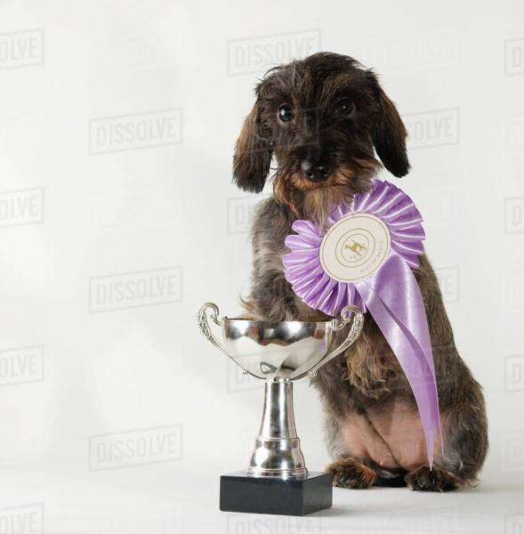 Dog wearing best-in-breed ribbon - Royalty-free Stock Photo | Dissolve