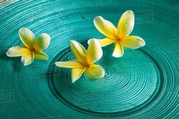 Plumeria flowers floating on water - Stock Photo - Dissolve