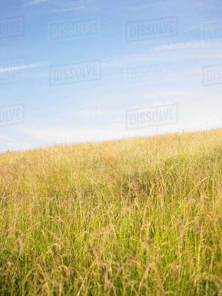 Field of wild grasses - Royalty-free Stock Photo | Dissolve