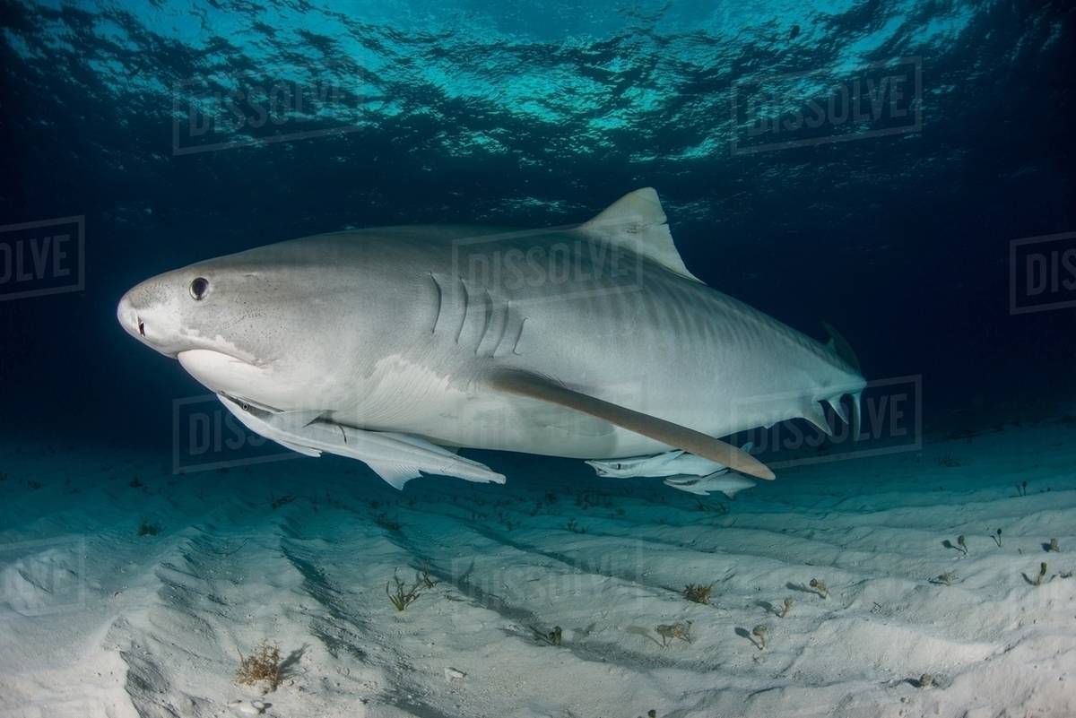Tiger shark (Galeocerdo cuvier) swimming in the shallow sand banks ...