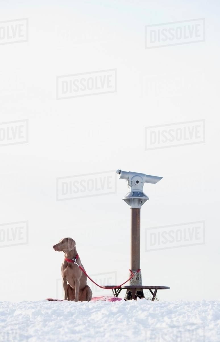 Dog being leashed to a telescope - Royalty-free Stock Photo | Dissolve