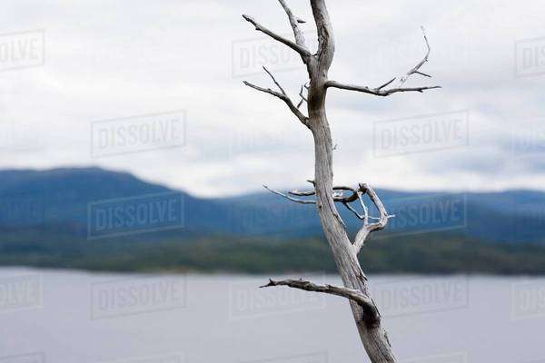 Dried silver tree branch by sea - Stock Photo - Dissolve