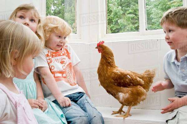 Children playing with a chicken - Royalty-free Stock Photo | Dissolve
